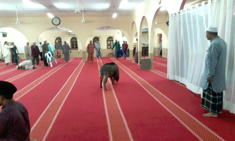 Babi Hutan Masuk Masjid, Sondol Jemaah Babi Hutan Masuk Masjid, Sondol Jemaah